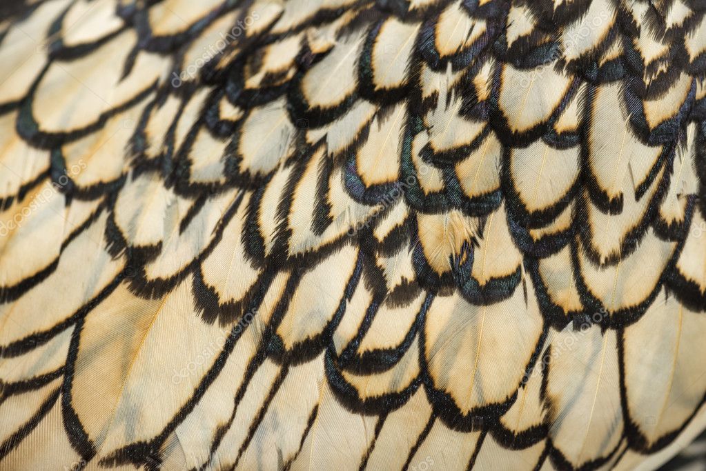 Macro of a Sebright bantam rooster's feather — Stock Photo ...