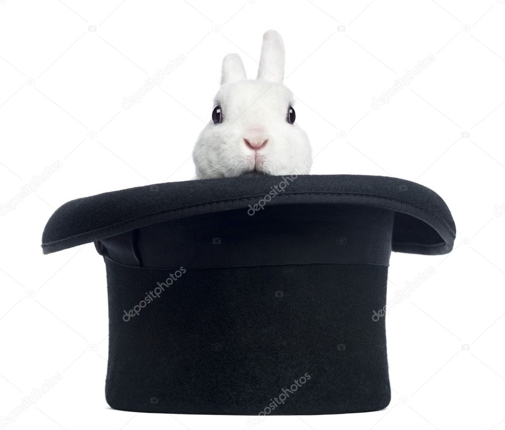 Mini conejo rex que aparece desde un sombrero de copa, aislado en ...