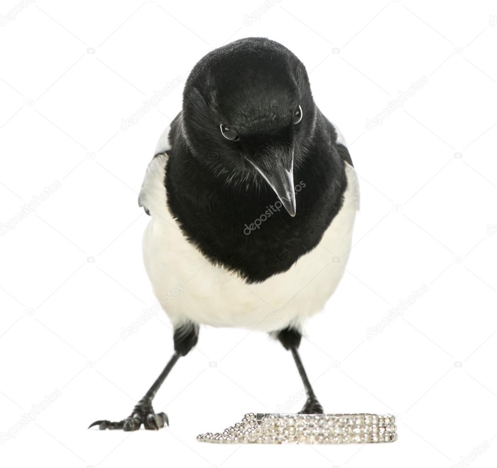 Curious Common Magpie facing, looking at the camera, with jewell Stock ...