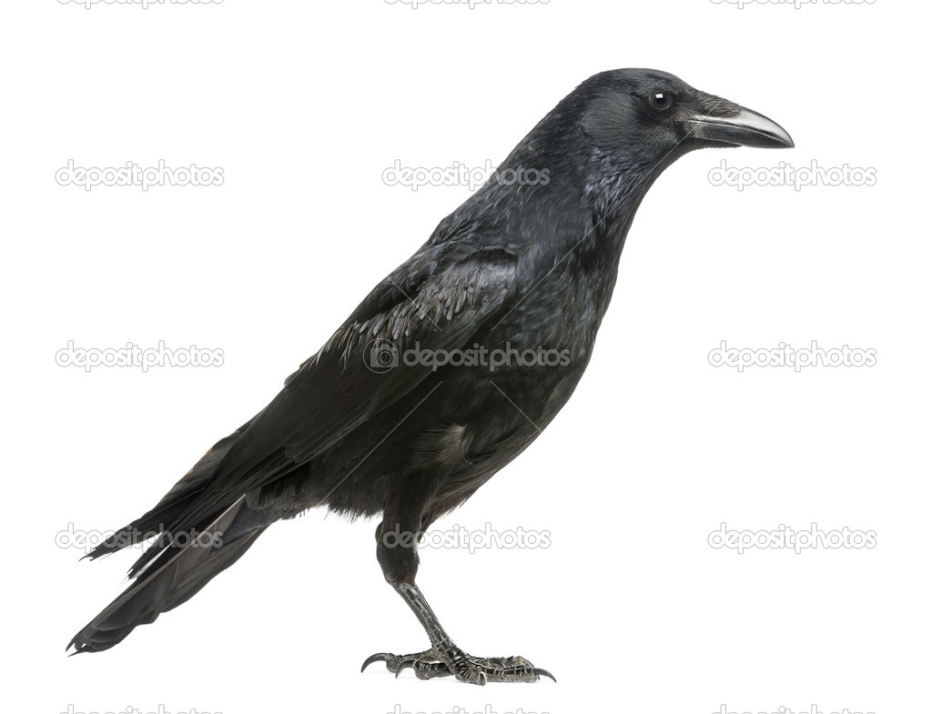 Side view of a Carrion Crow, Corvus corone, isolated on white — Stock ...