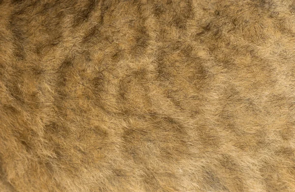 Lion skin texture Stock Photos, Royalty Free Lion skin texture Images ...