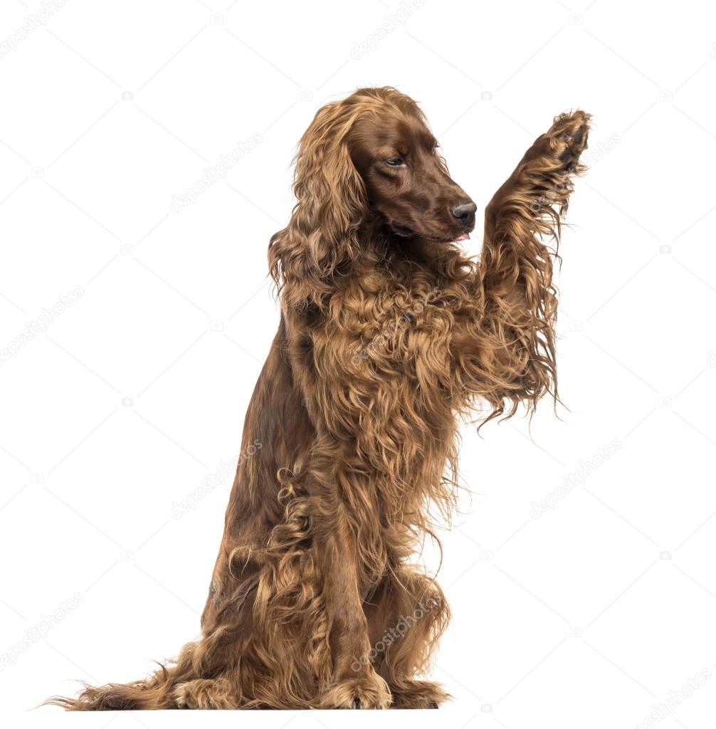 Irish Setter sitting, pawing up, isolated on white — Stock Photo ...