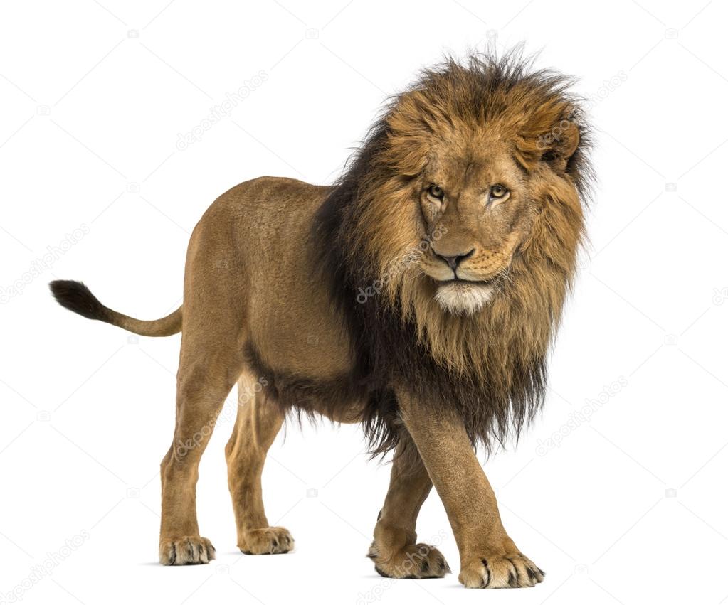 Side view of a Lion walking, Panthera Leo, 10 years old, isolate Stock ...