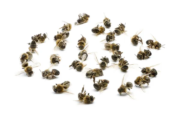 Dead bees Stock Photos, Royalty Free Dead bees Images | Depositphotos