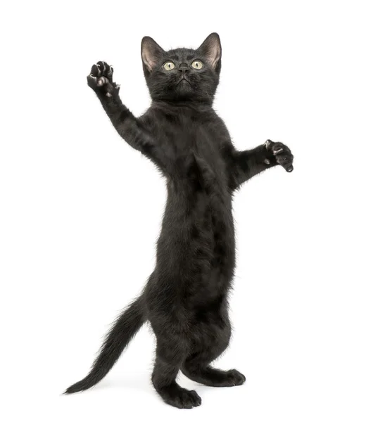 Black cat reach Stock Photos, Royalty Free Black cat reach Images ...