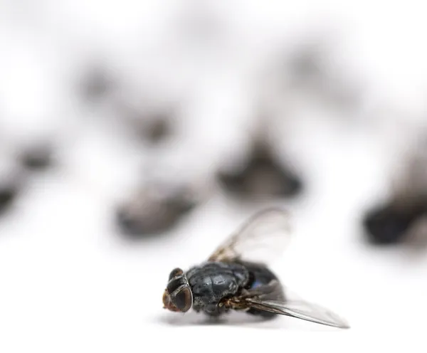 Dead fly Stock Photos, Royalty Free Dead fly Images | Depositphotos