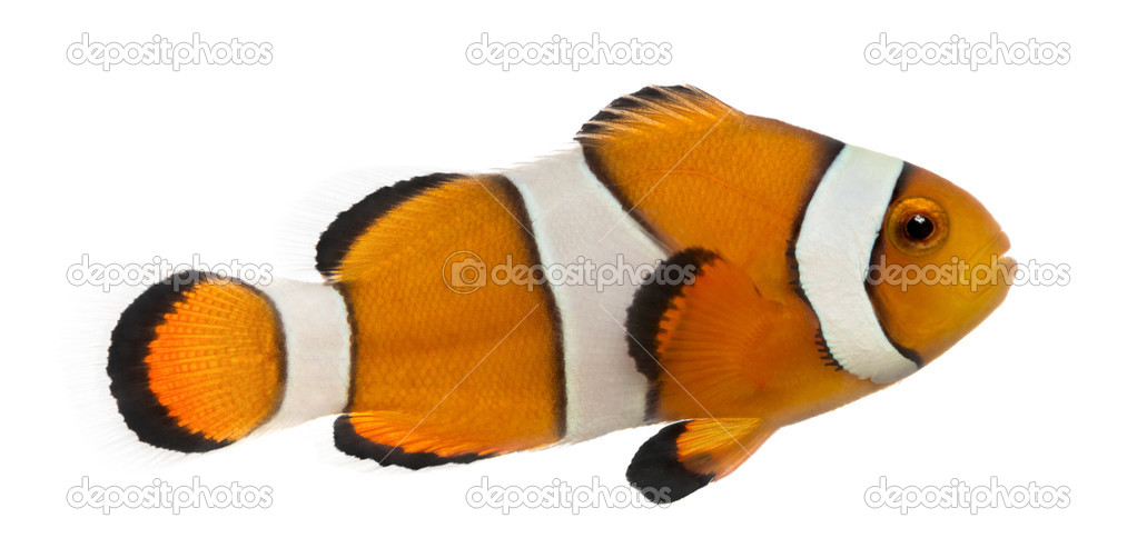 Side view of an Ocellaris clownfish, Amphiprion ocellaris, isola Stock ...