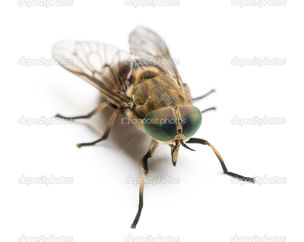 Mosca de caballo vista desde lo alto, Tabanus, aislada en blanco ...