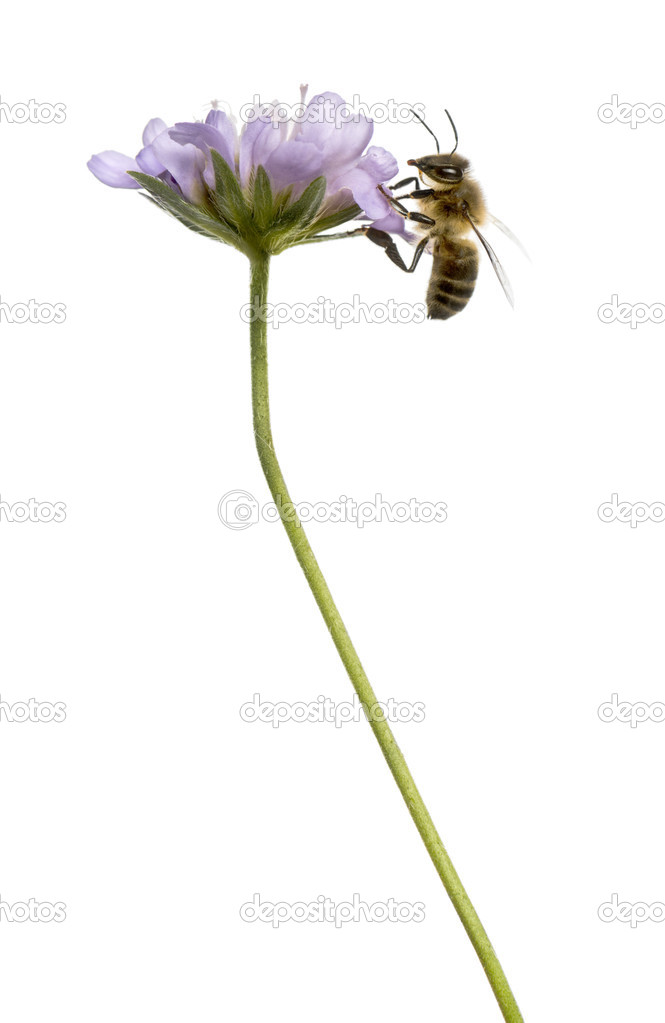 Side view of a European honey bee landed on a flowering plant, Stock ...