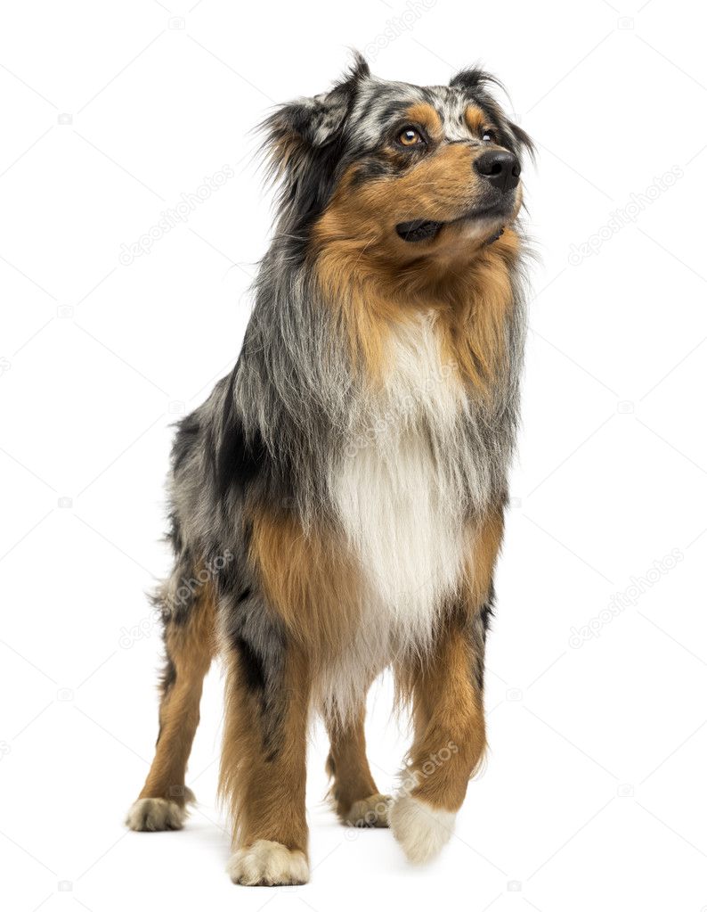 Pastor australiano azul merle de pie, mirando hacia arriba, 4 años 2022