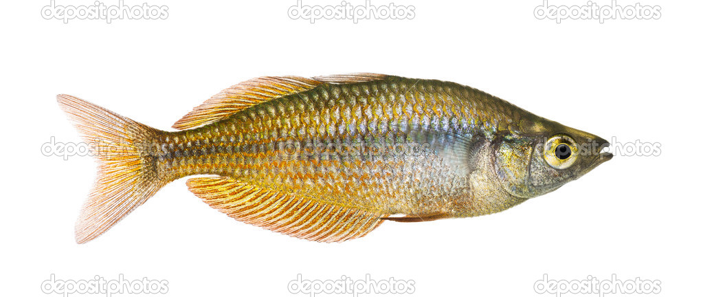 Real Rainbow Fish