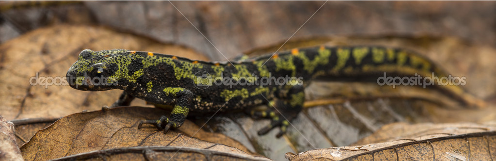 Marbled newt Pictures, Marbled newt Stock Photos & Images | Depositphotos®