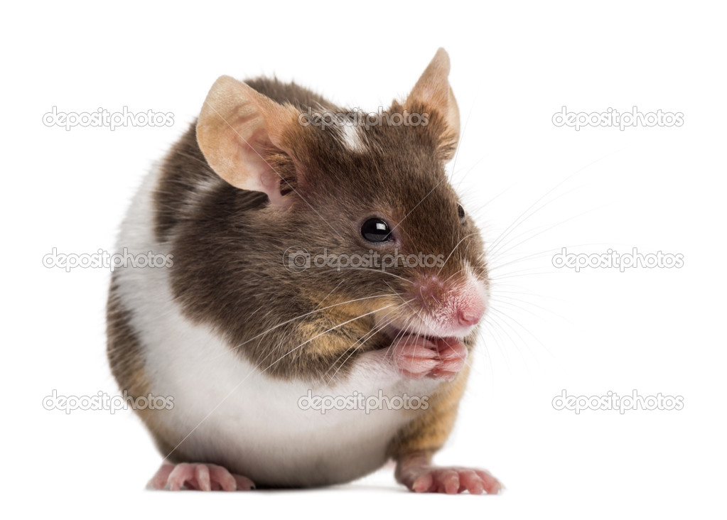 Common house mouse, Mus musculus, isolated on white Stock Photo by ... Common house mouse, Mus musculus, isolated on white Stock Photo by ...