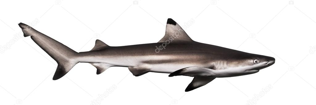 Bull Shark Side View