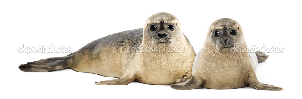 Two Common seals lying and looking — Stock Photo © lifeonwhite #43549629