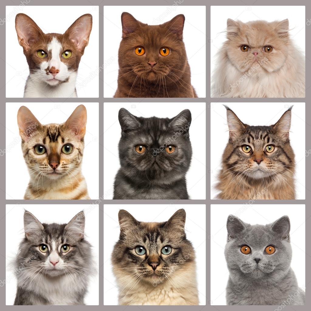 Cats Collage Background