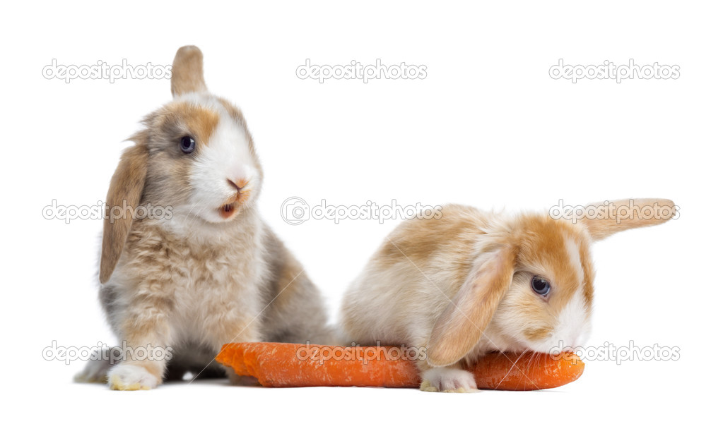 Rabbits eating a carrot Stock Photo by ©lifeonwhite 43551329