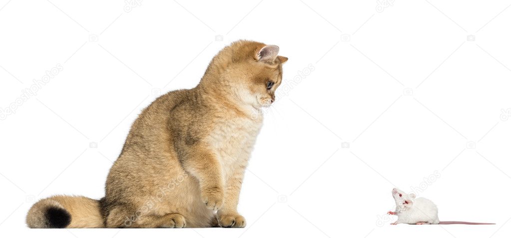 Cat and mouse — Stock Photo © lifeonwhite #43551707