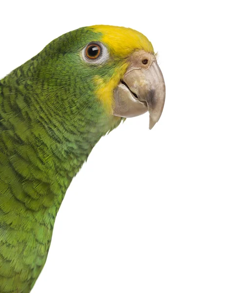 Perico fotos de stock, imágenes de Perico sin royalties | Depositphotos