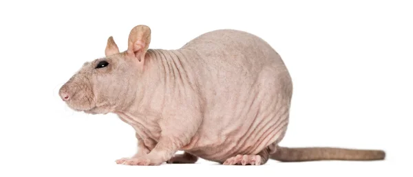 Hairless Rat (2 years old) Stock Photo by ©lifeonwhite 53308129