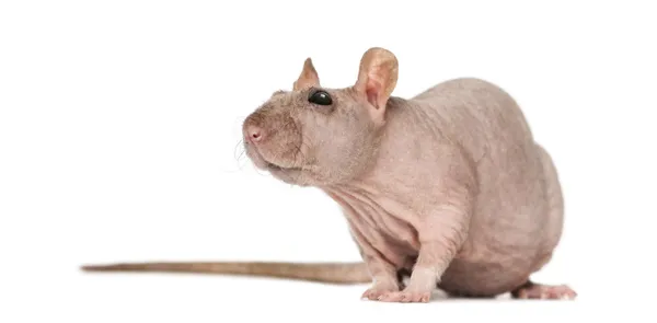 Hairless rat Stock Photos, Royalty Free Hairless rat Images | Depositphotos
