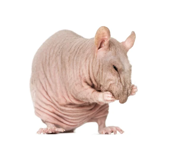 Hairless Rat (2 years old) Stock Photo by ©lifeonwhite 53308129