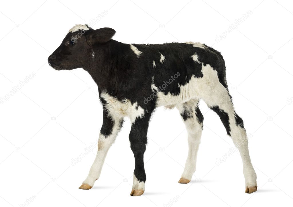 Baby Belgian Blue Cow