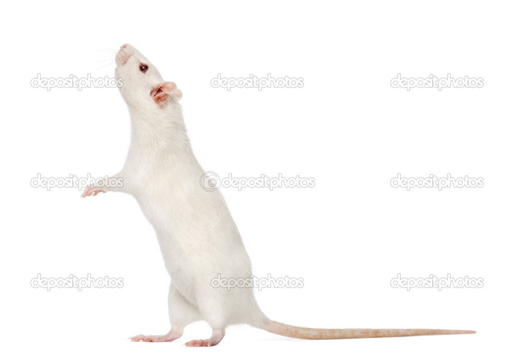 Rata blanca en las patas traseras (8 meses de edad), aislada en blanco 2022