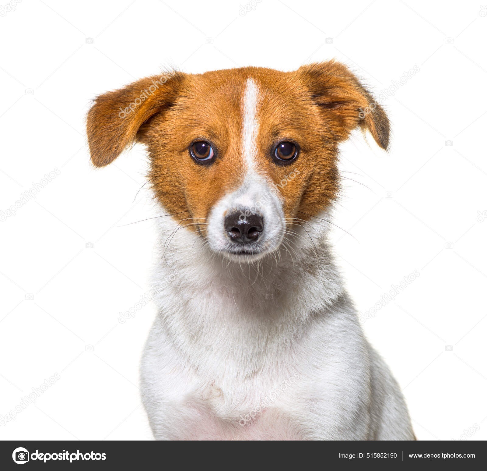 Jack Russell Mix Breeds