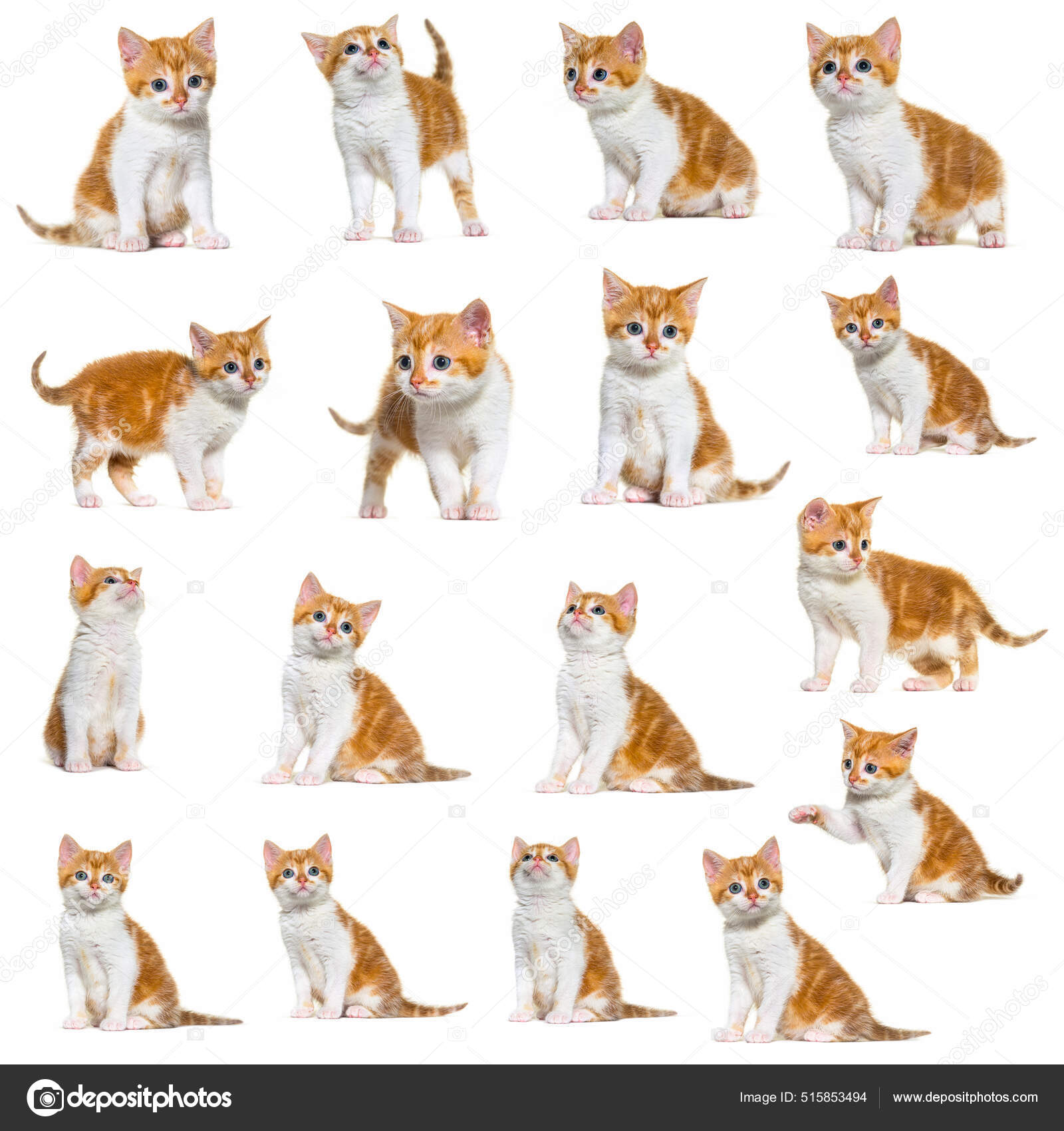 Collection Many Different Portrait Kitten Mixed Breed Cat Red White ...