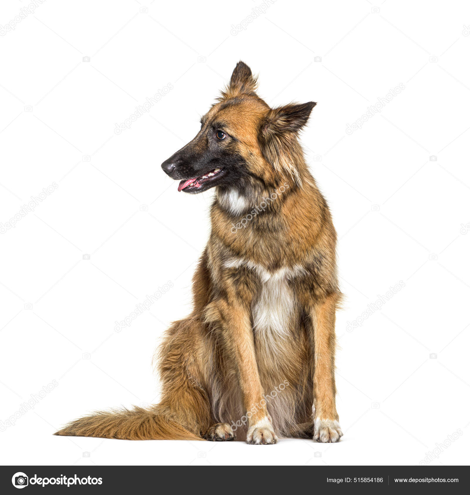 Mezcla De Pastor Belga Y Border Collie