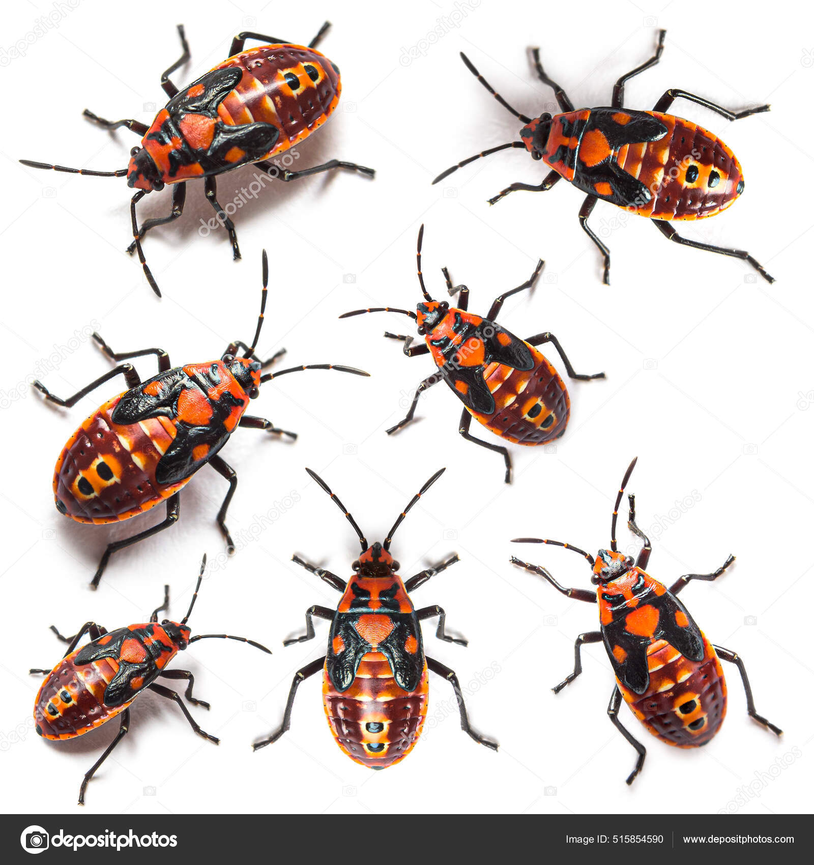Lygaeidae Seed Bugs