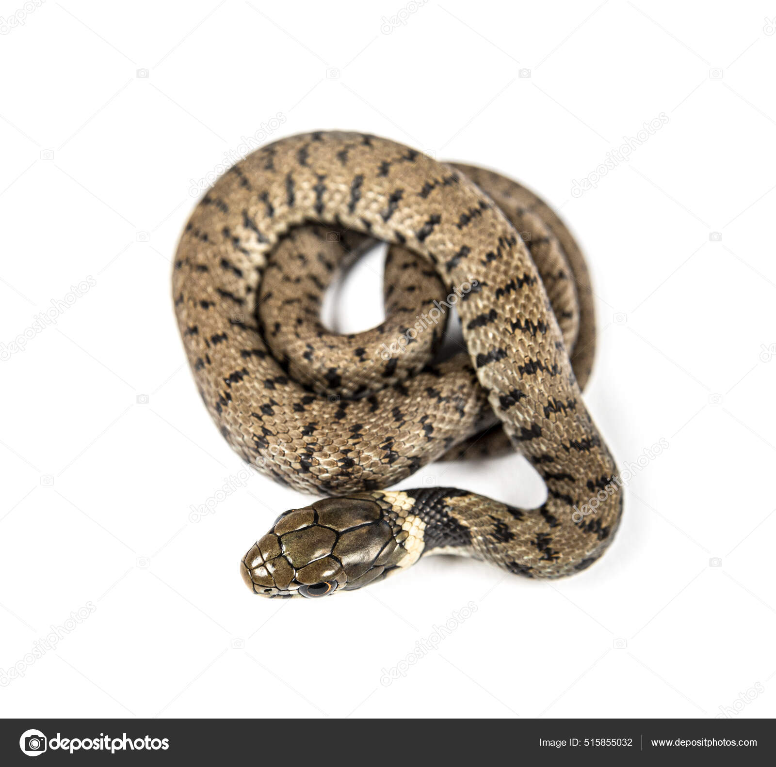 Grass Snake Natrix Natrix Isolated White — Stock Photo © lifeonwhite ...