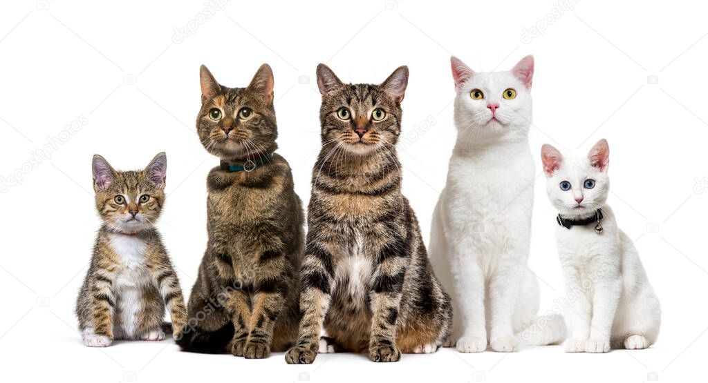 Gran grupo de gatos domésticos de raza cruzada, adultos y gatitos ...