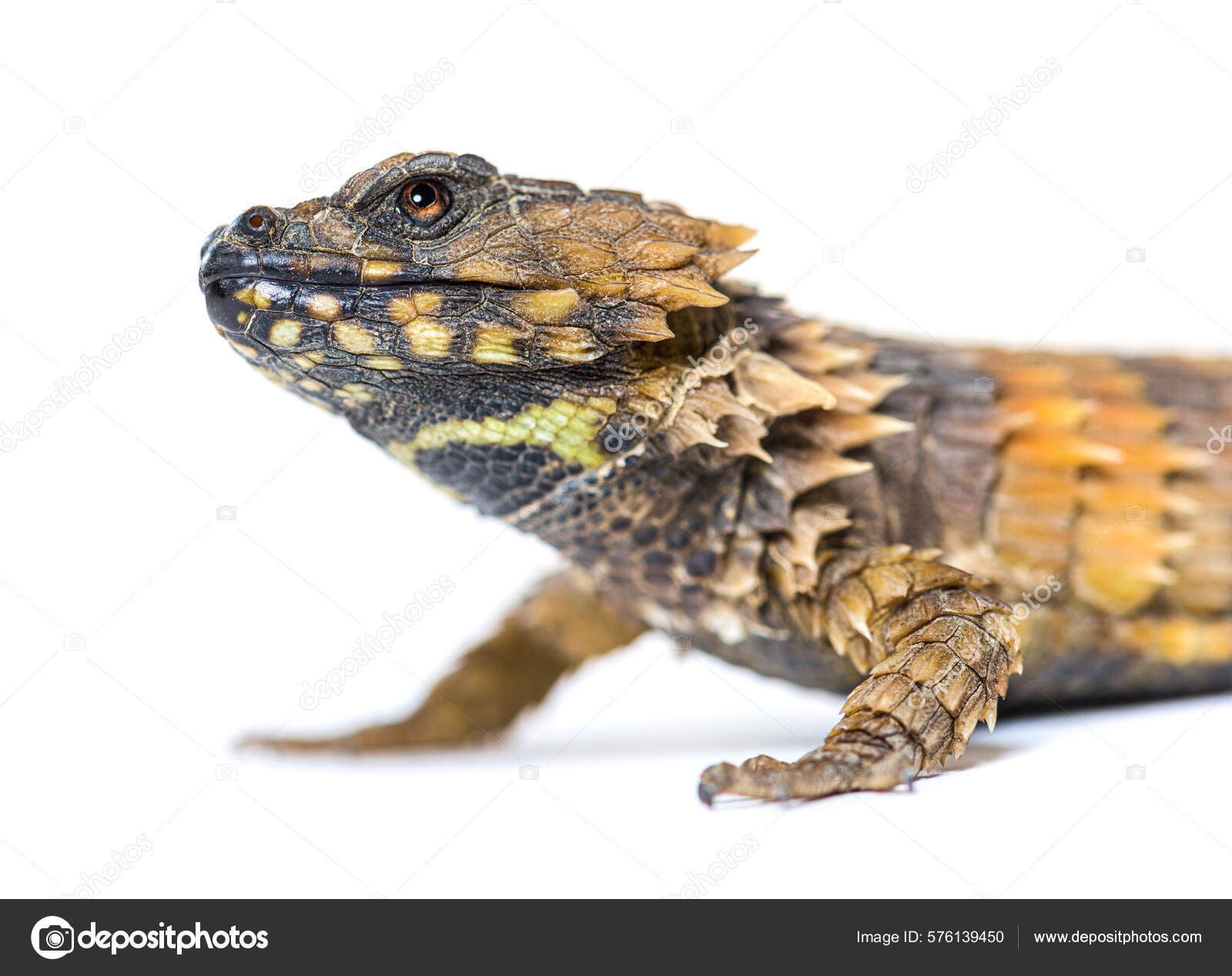 Baby Armadillo Girdled Lizard