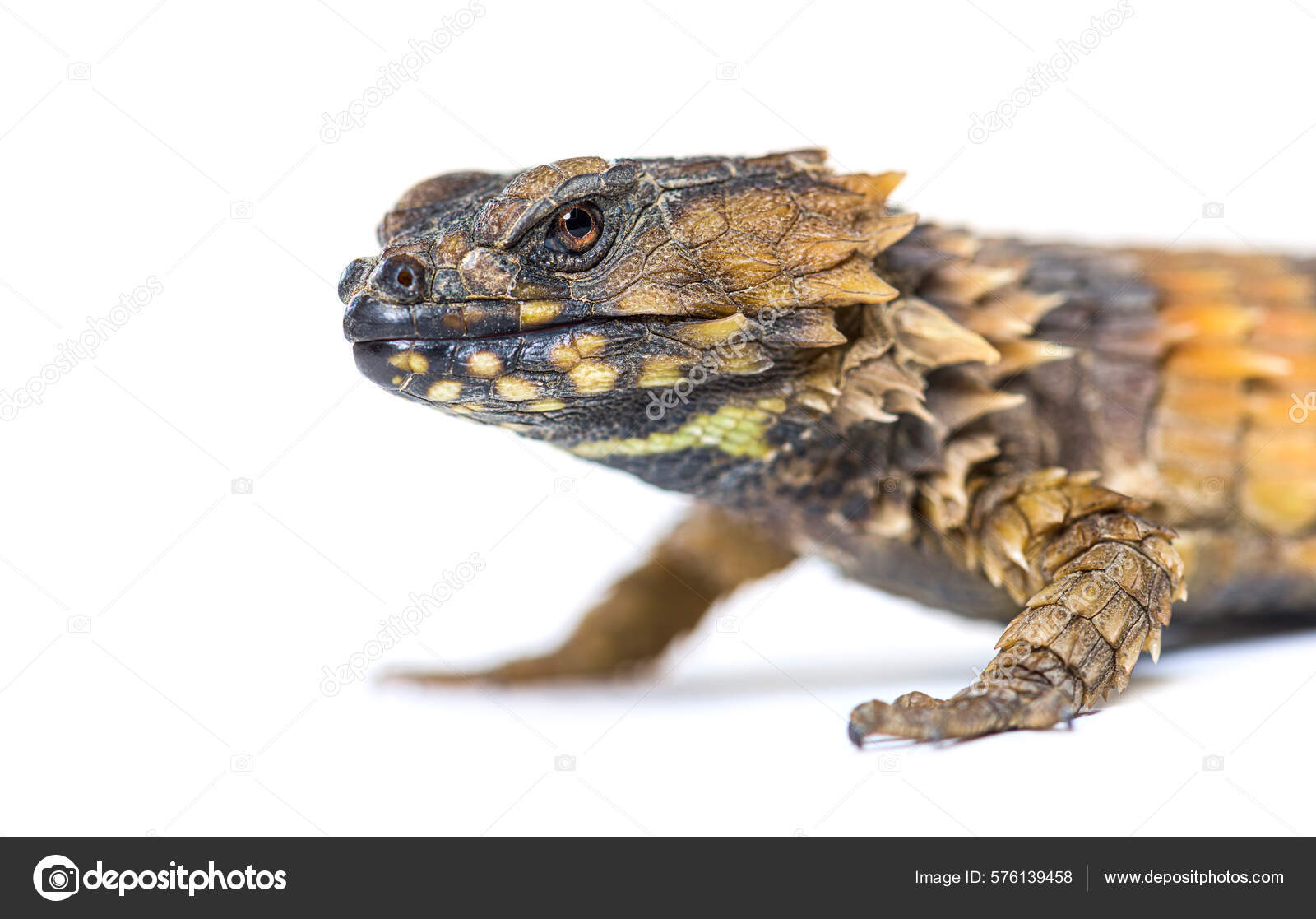 Baby Armadillo Girdled Lizard
