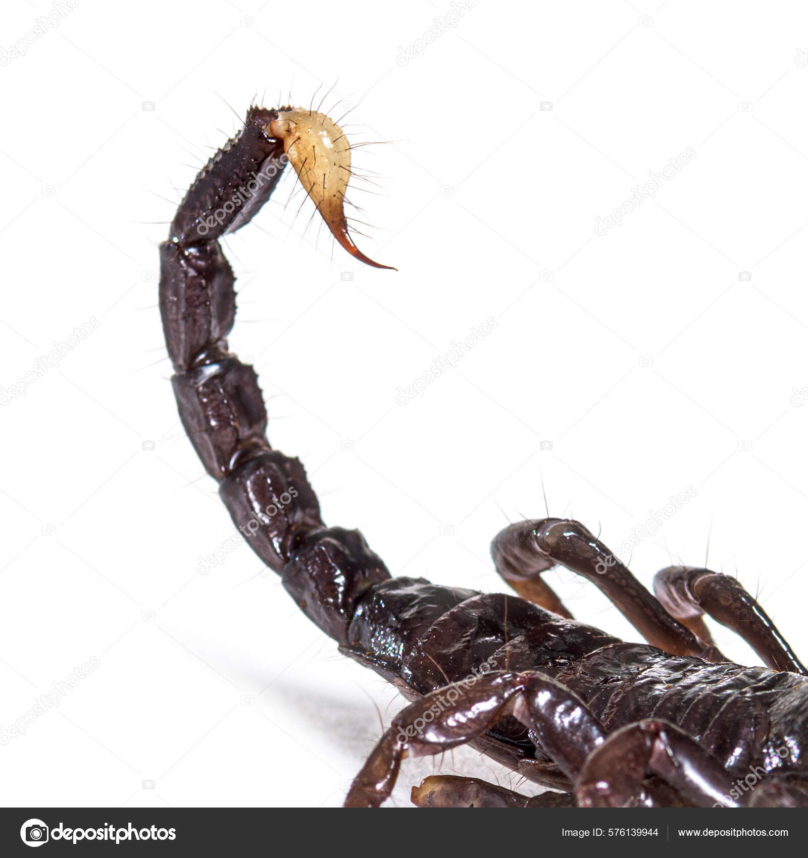 Emperor Scorpion Stinger