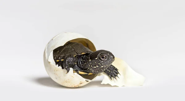 Hatching turtle Stock Photos, Royalty Free Hatching turtle Images ...