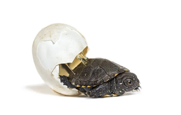 Hatching turtle Stock Photos, Royalty Free Hatching turtle Images ...