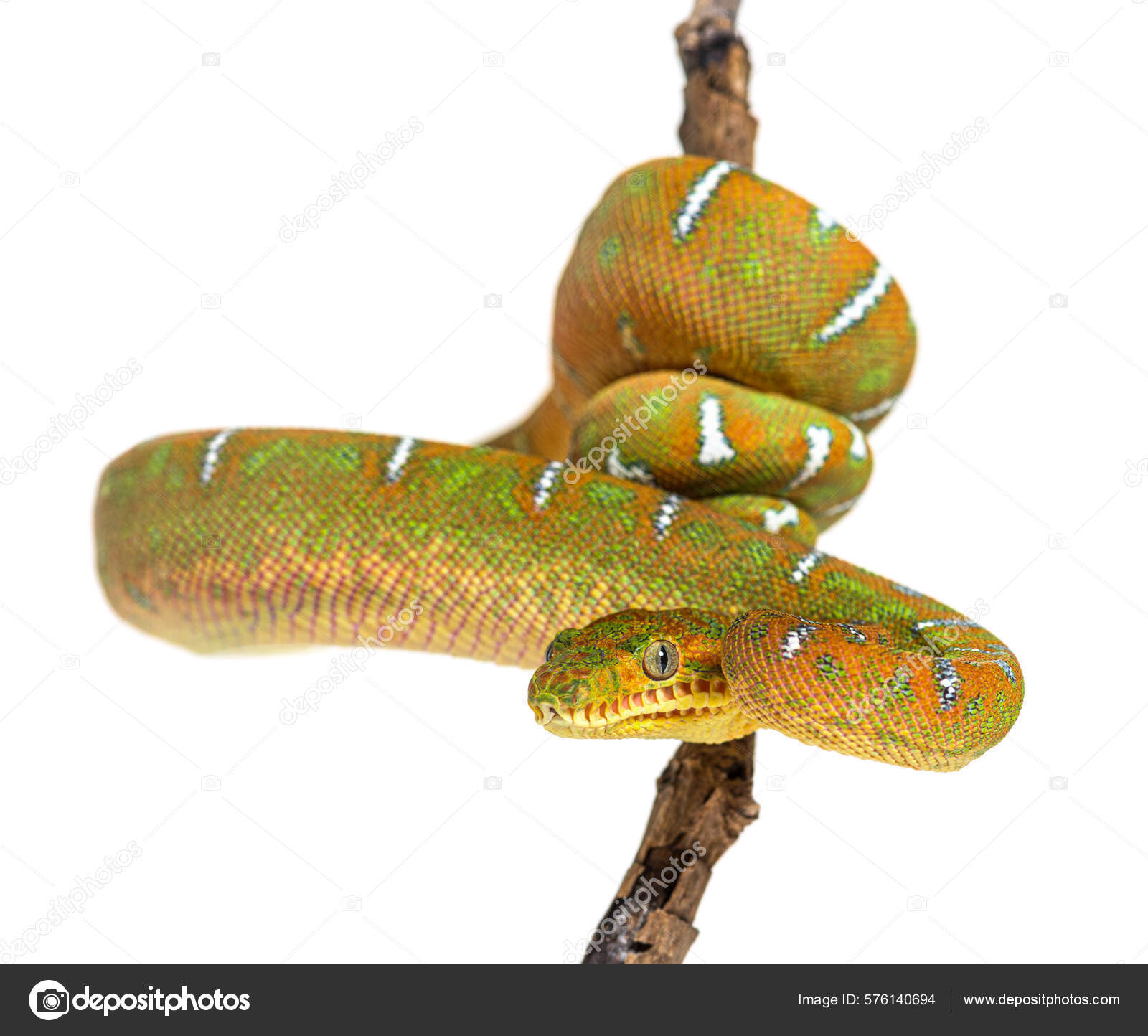 Juvenile Emerald Tree Boa Hanging Wrapped Branch Stock Photo by ...