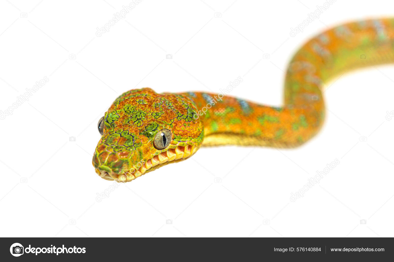 Head Shot Juvenile Emerald Tree Boa Corallus Caninus — Stock Photo ...