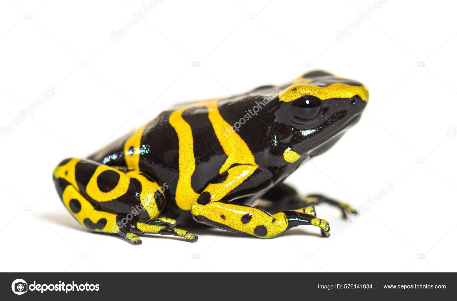 Yellow Poison Arrow Frog