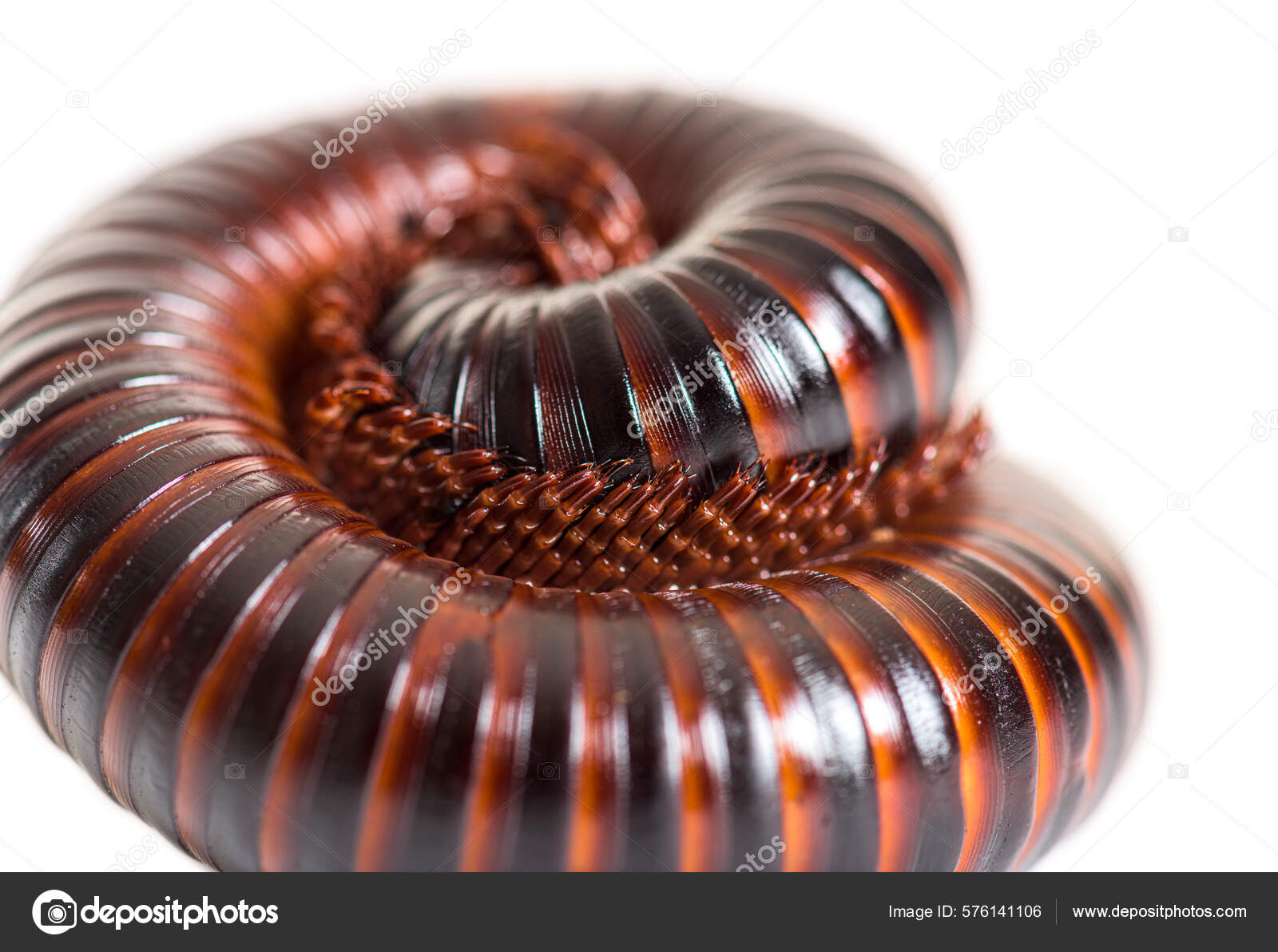 Giant Millipede Face