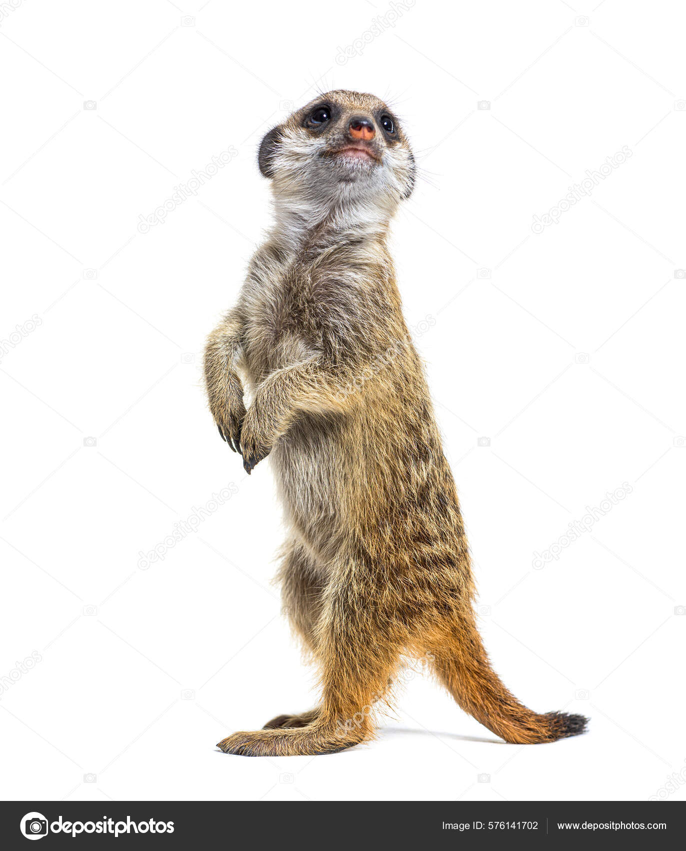 Suricate Hind Legs Suricata Suricatta Stock Photo by ©lifeonwhite 576141702
