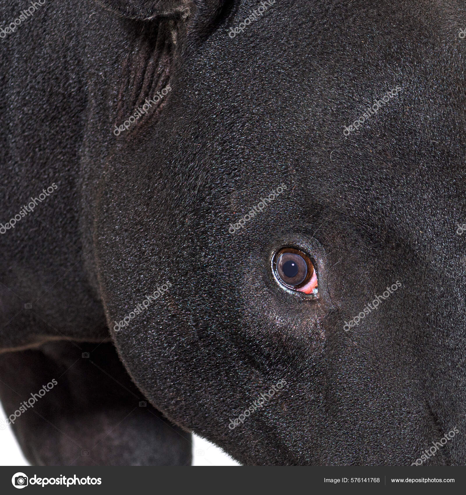 Close Malayan Tapir Eye Tapirus Indicus — Stock Photo © lifeonwhite ...