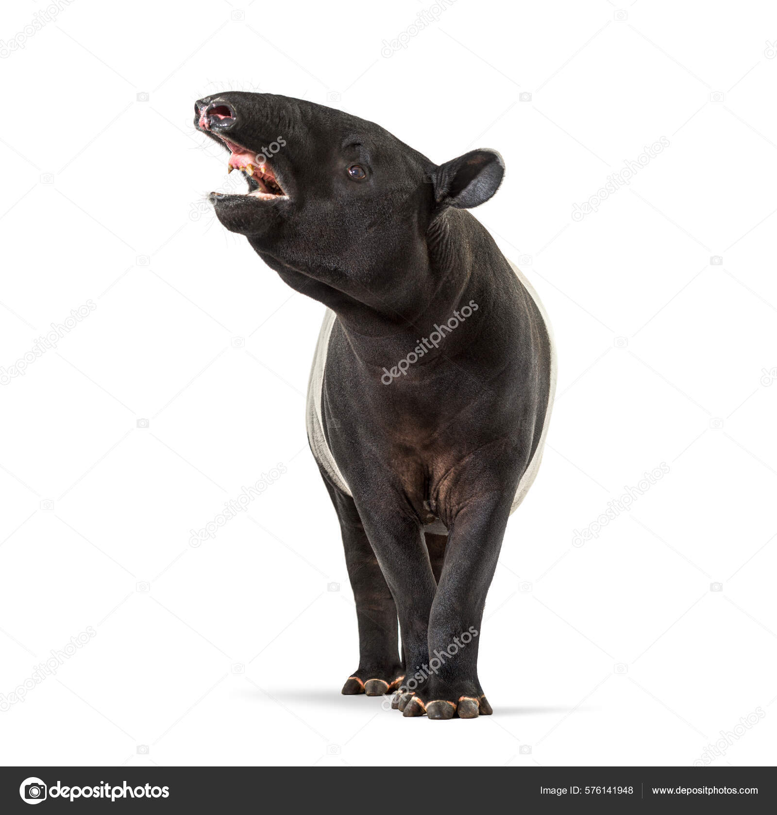 Front View Malayan Tapir Using Its Snout Smell Tapirus Indicus Stock ...