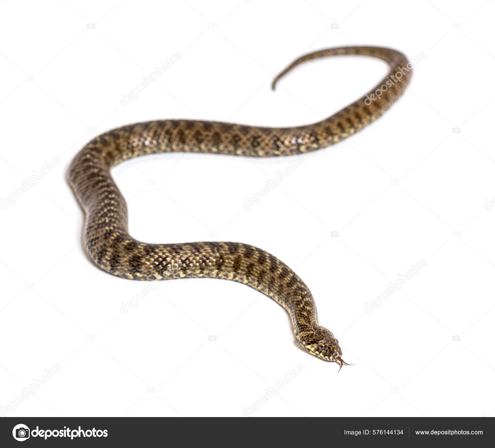 Viperine Water Snake Natrix Maura Nonvenomous Semiaquatic Snake ...