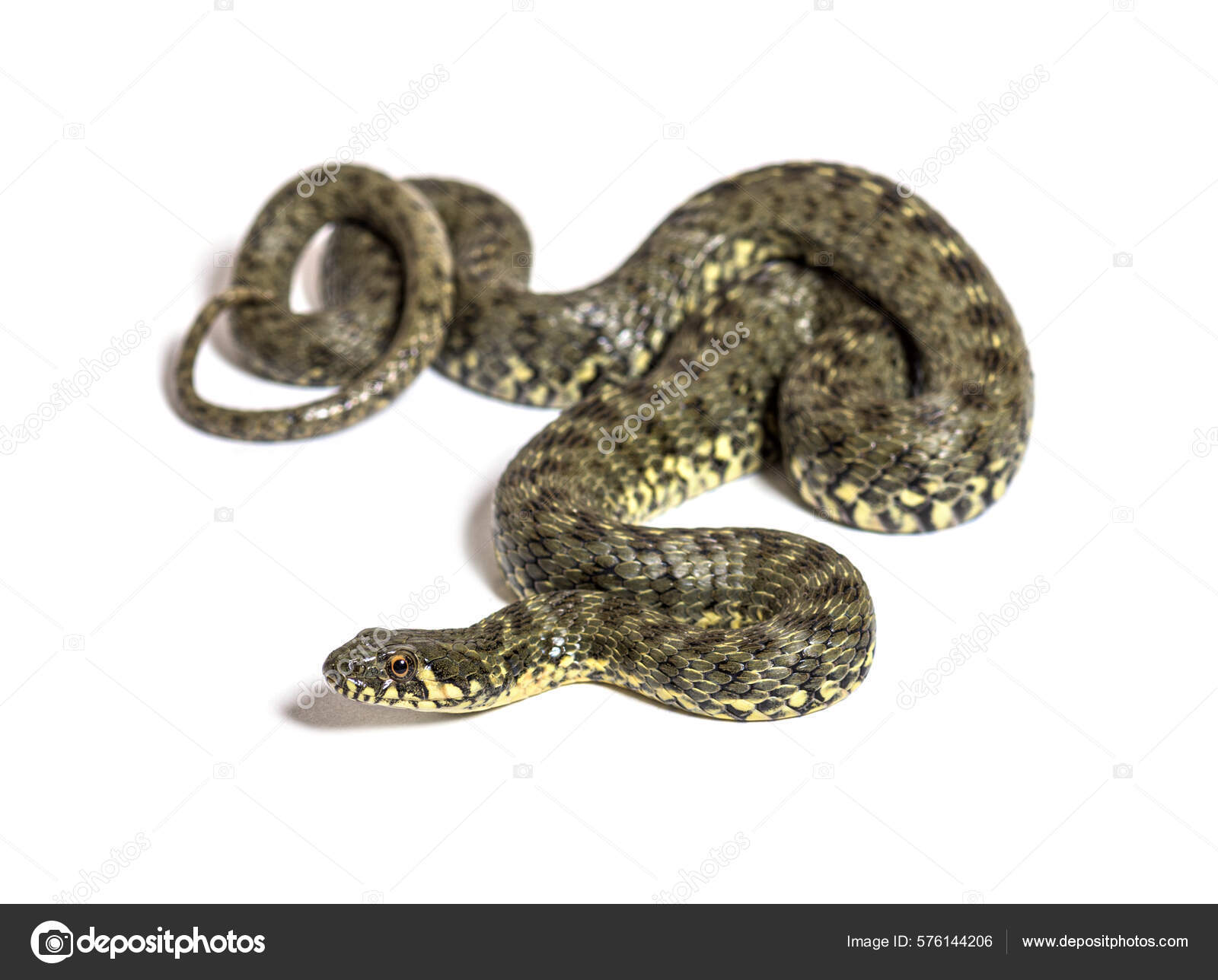 Viperine Water Snake Natrix Maura Nonvenomous Semiaquatic Snake ...