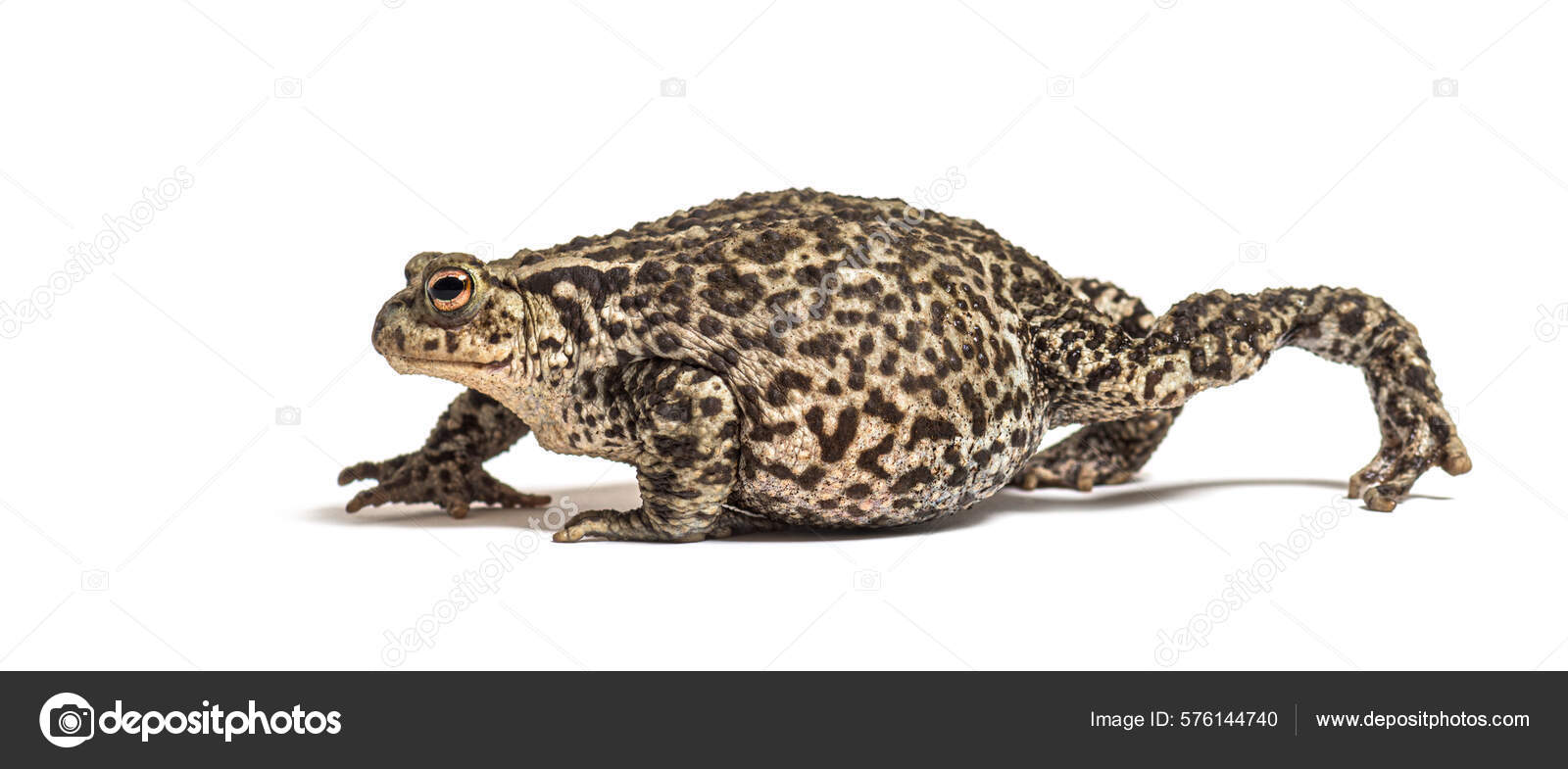 European Common Toad Walking Bufo Bufo Isolated White — Stock Photo ...