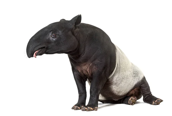 Front View Malayan Tapir Using Its Snout Smell Tapirus Indicus Stock ...